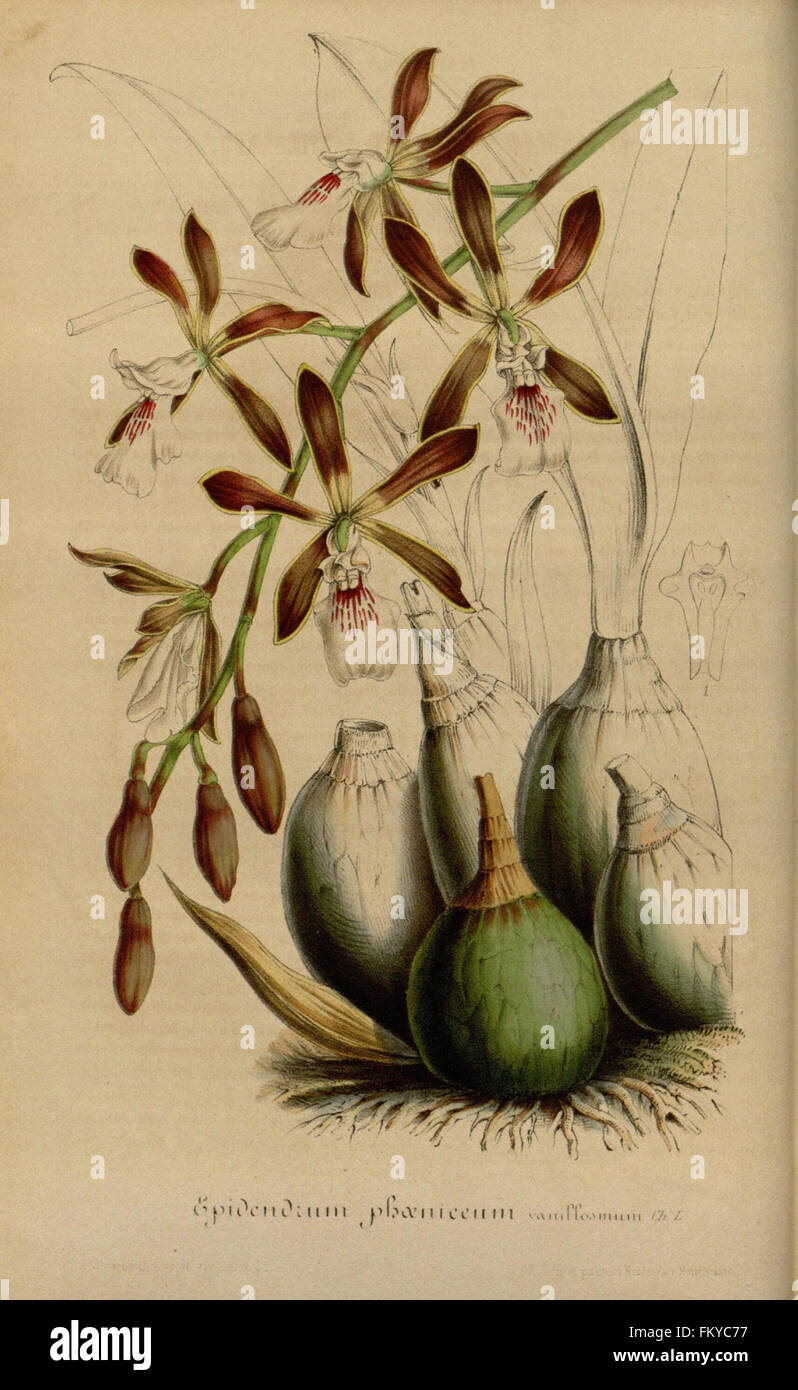 This work from the Missouri Botanical Garden’s Peter H. Raven Library ...