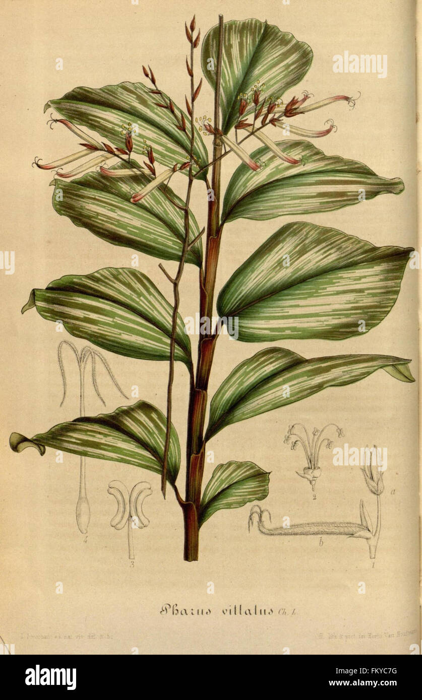 This work explores the flora of European greenhouses and gardens ...