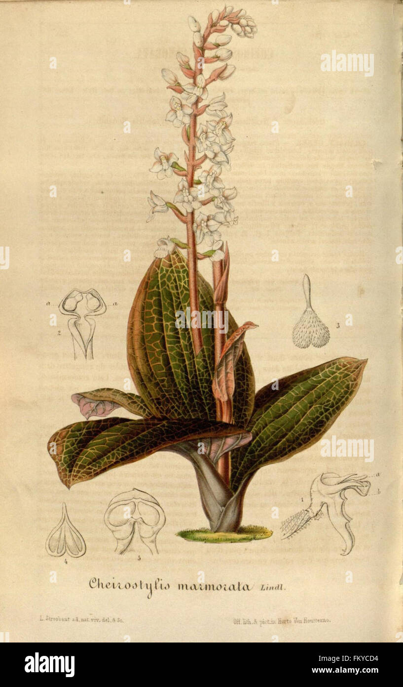 A detailed catalog of European plants cultivated in greenhouses and ...
