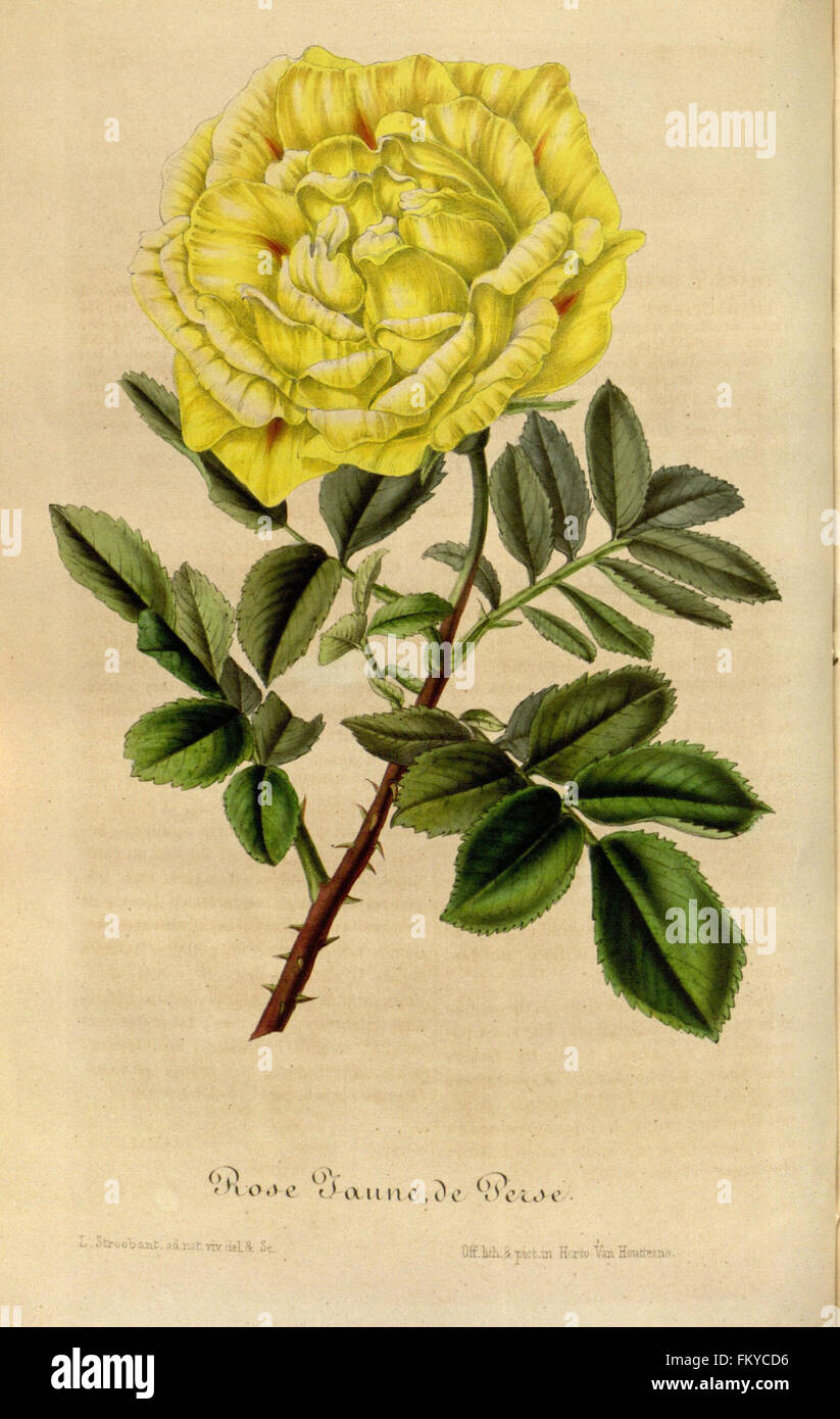 This botanical work features the flora of European greenhouses and ...