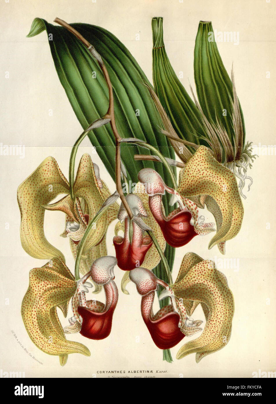 This collection from the Missouri Botanical Garden’s Peter H. Raven ...