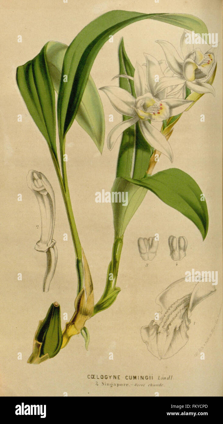 This work, housed at the Missouri Botanical Garden's Peter H. Raven ...