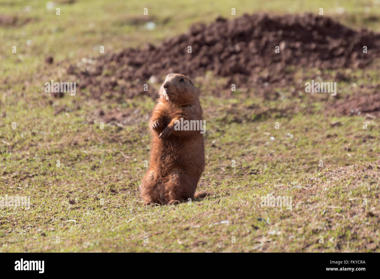 Small animal standing on hind legs hi-res stock photography and images ...