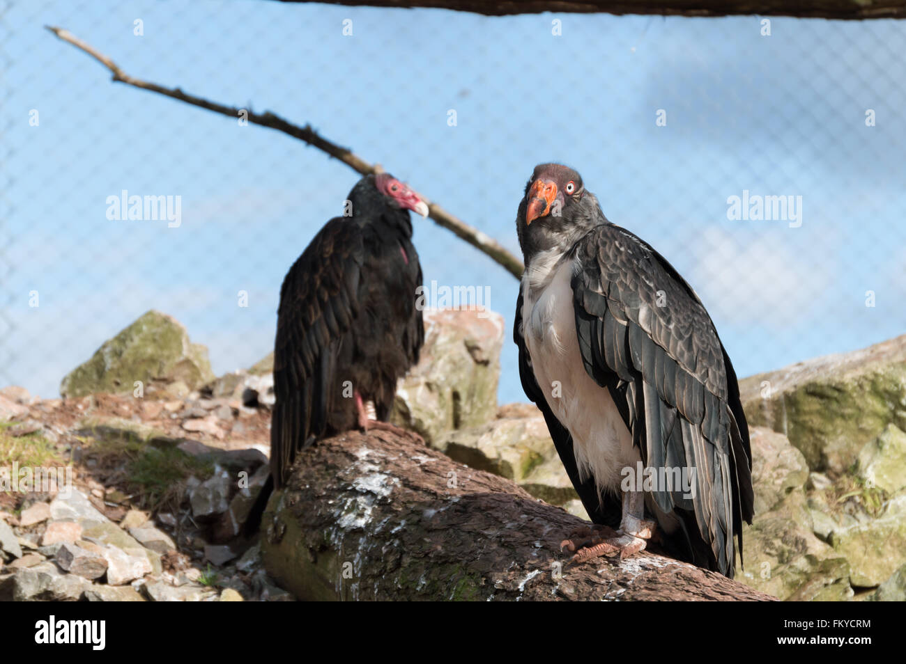 Two turkey vultures hi-res stock photography and images - Alamy
