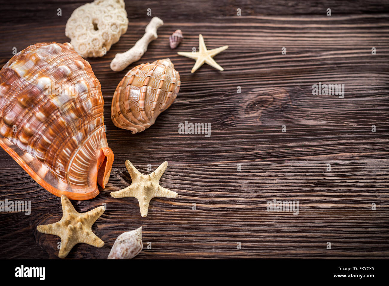 Sea objects - shells, sea stars on dark wooden background Stock Photo ...