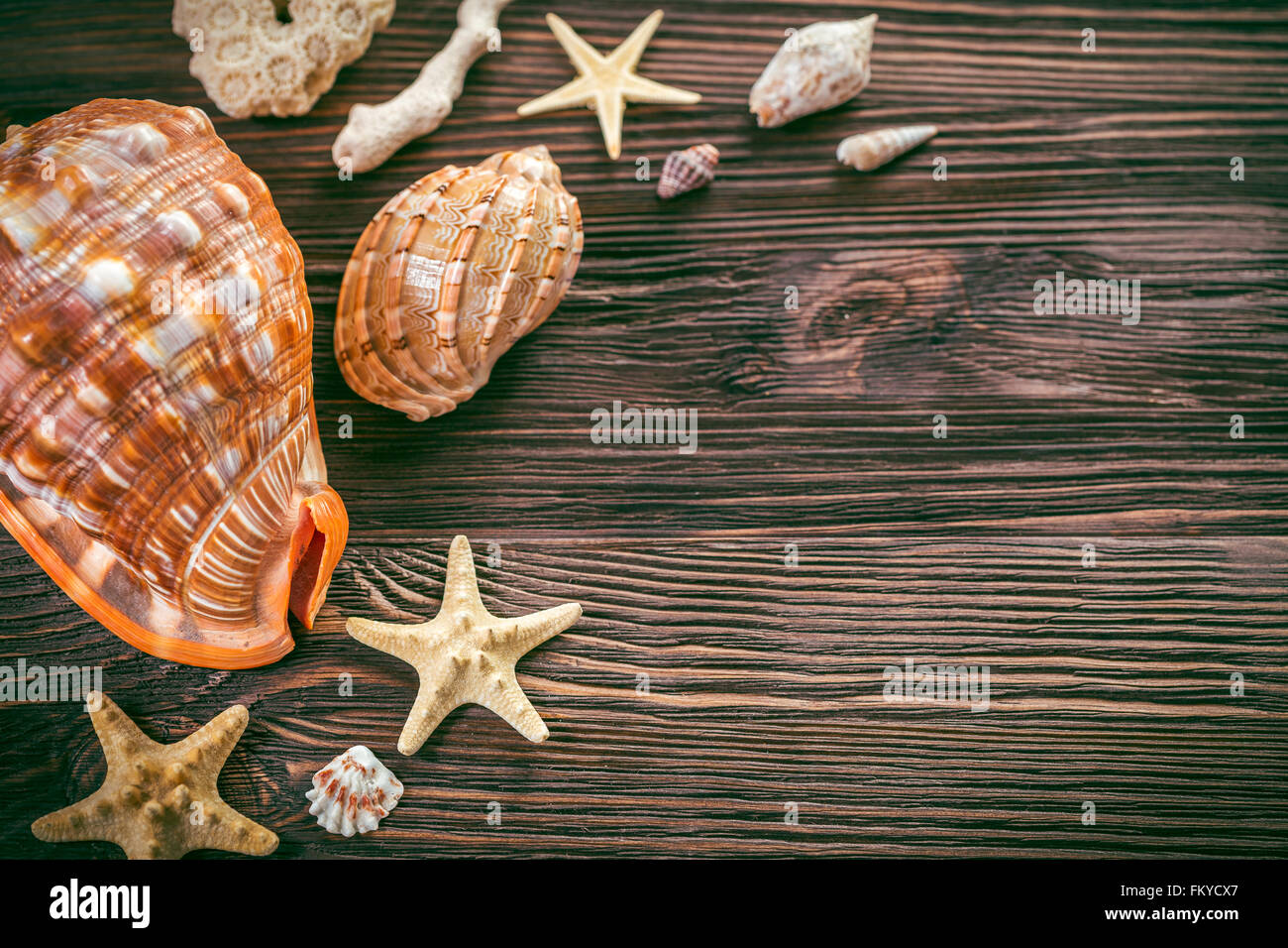 Sea objects - shells, sea stars on dark wooden background Stock Photo ...