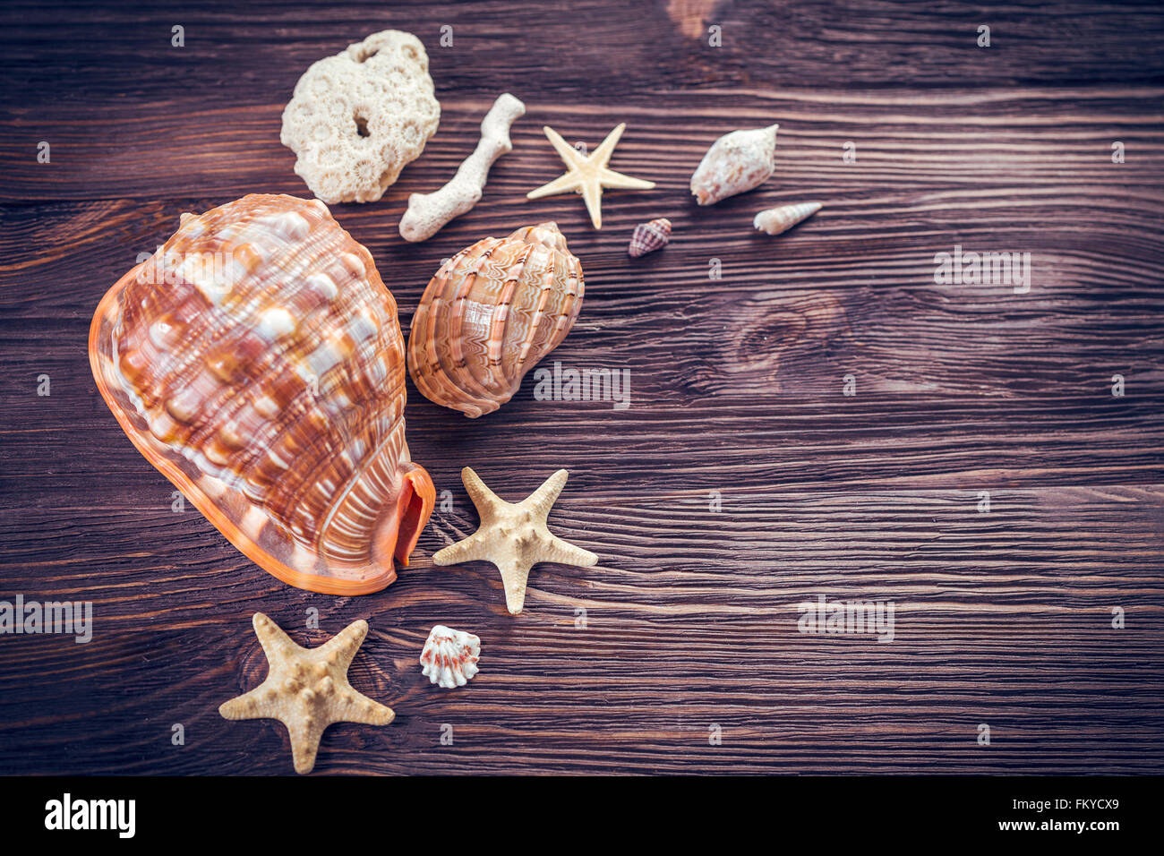 Sea objects - shells, sea stars on dark wooden background Stock Photo ...