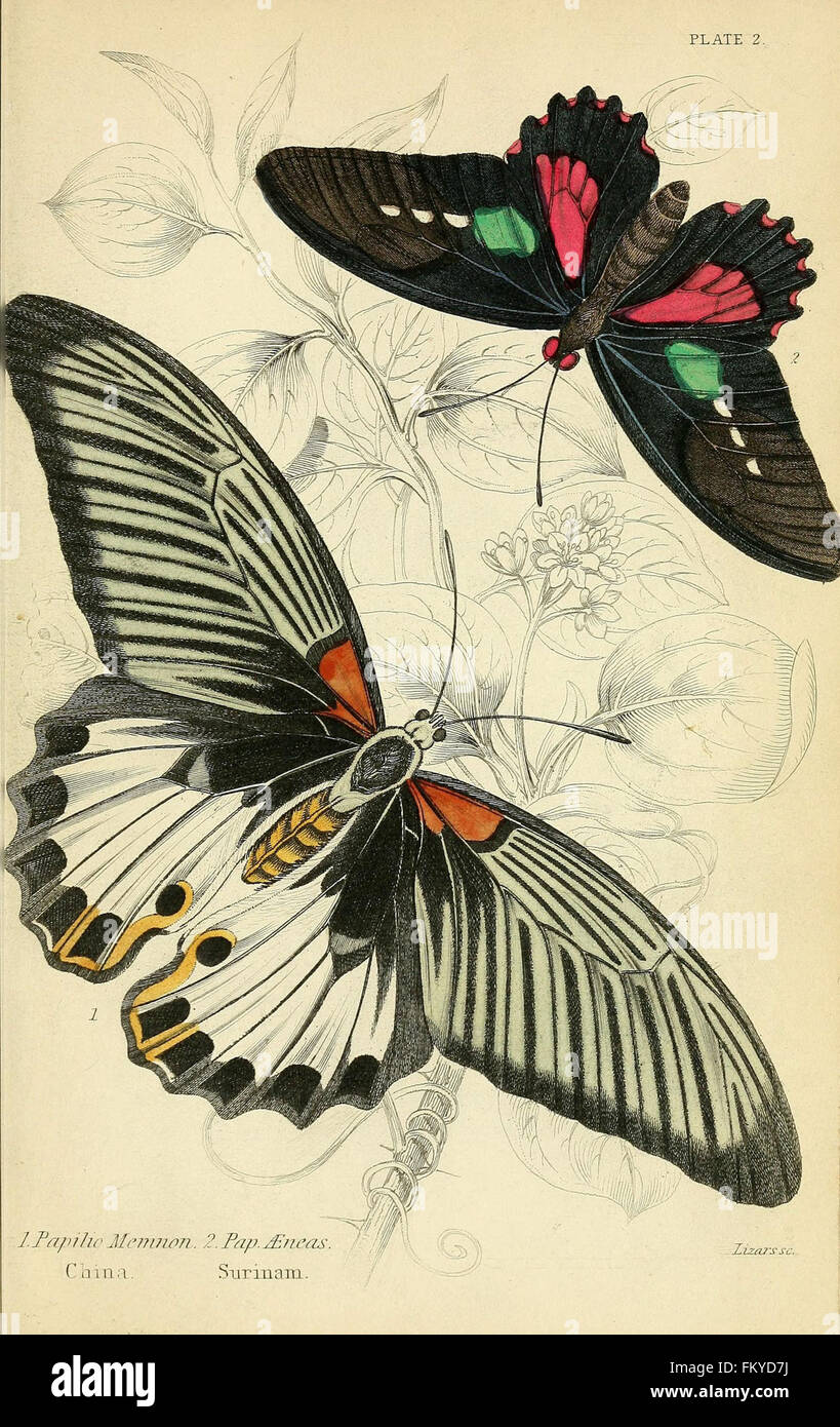 This plate features foreign butterflies from 1744-1829, illustrated by ...