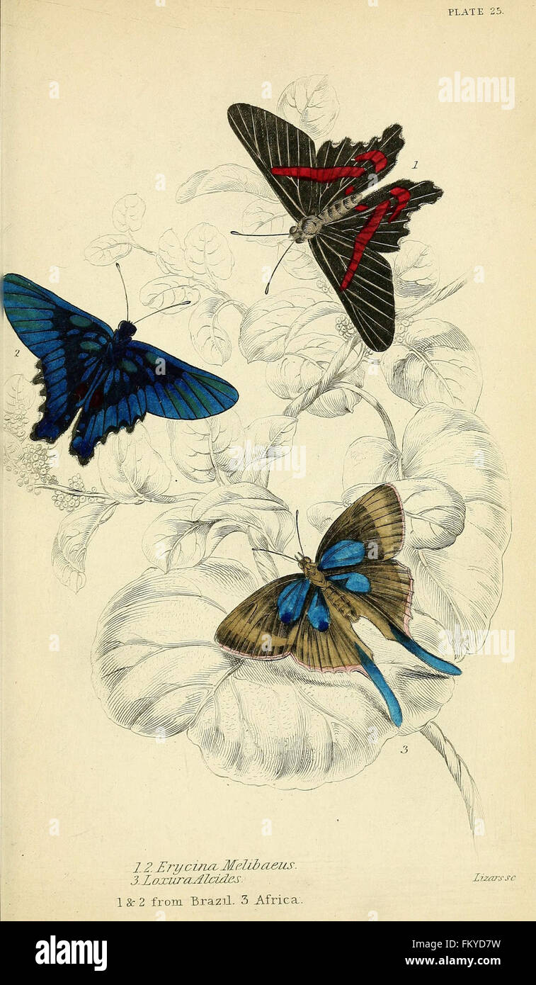 Foreign butterflies hi-res stock photography and images - Alamy