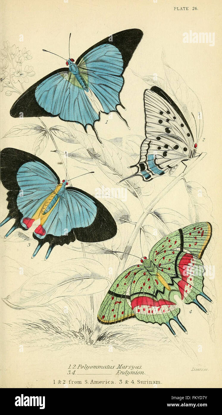 *Foreign Butterflies* (Plate 26) by Jean Baptiste Pierre Antoine de ...