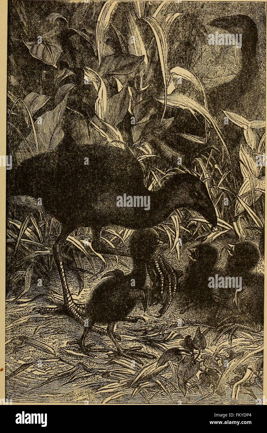 'Four Feet, Wings, and Fins' (1879) explores the diversity of animals ...