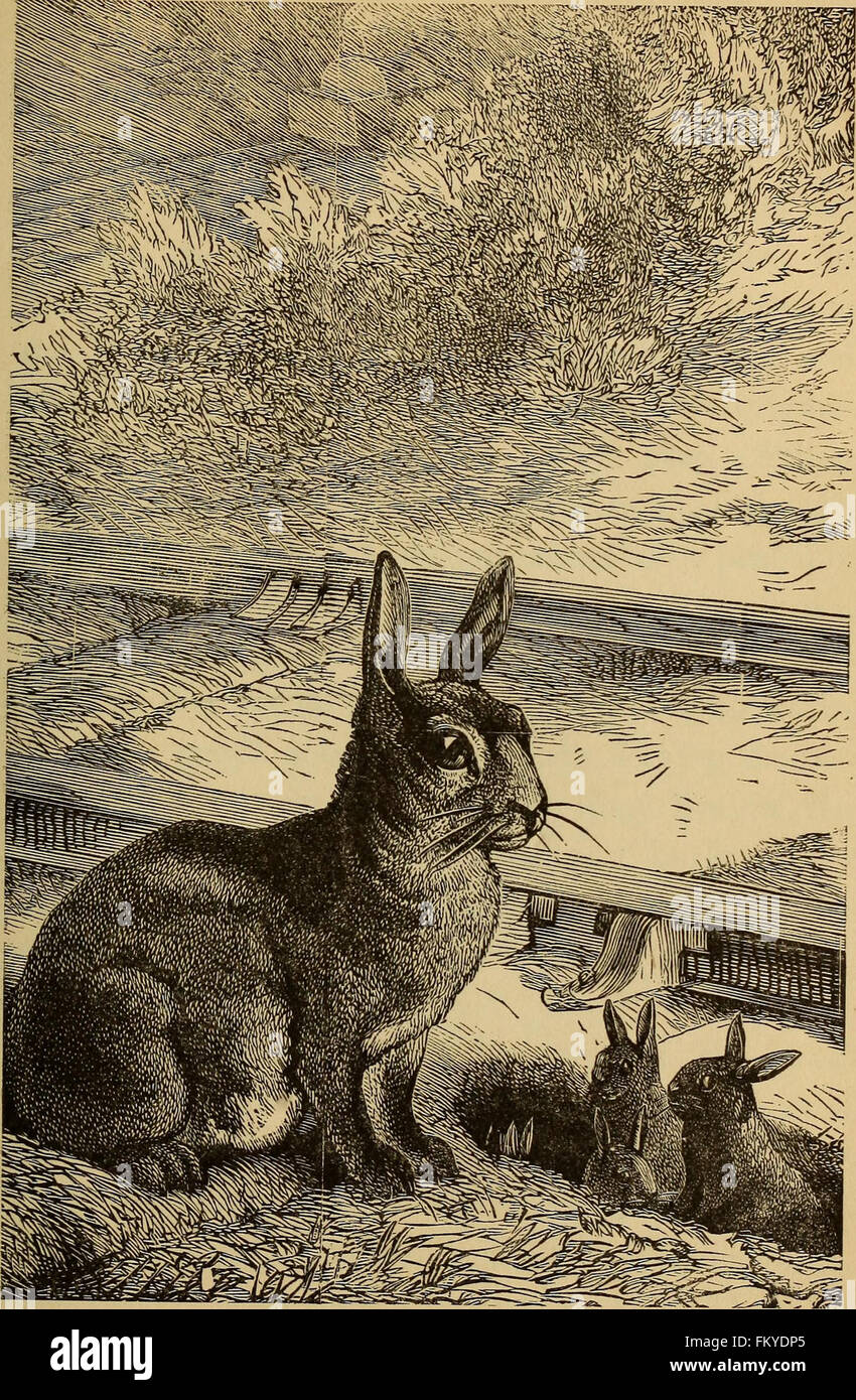 *Four Feet, Wings, and Fins* (1879) explores the diversity of animal ...