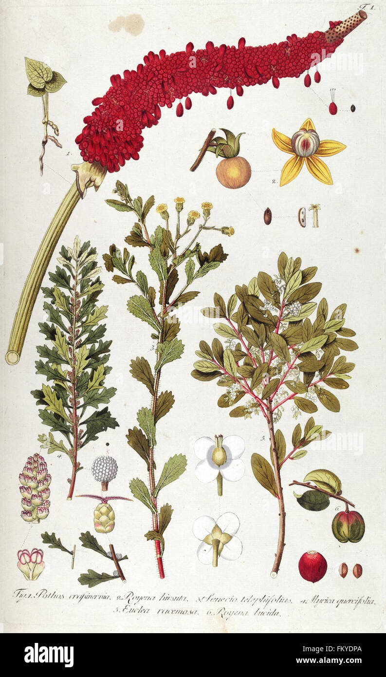 Plate 1 from 'Fragmenta Botanica' (1809) presents a detailed collection ...