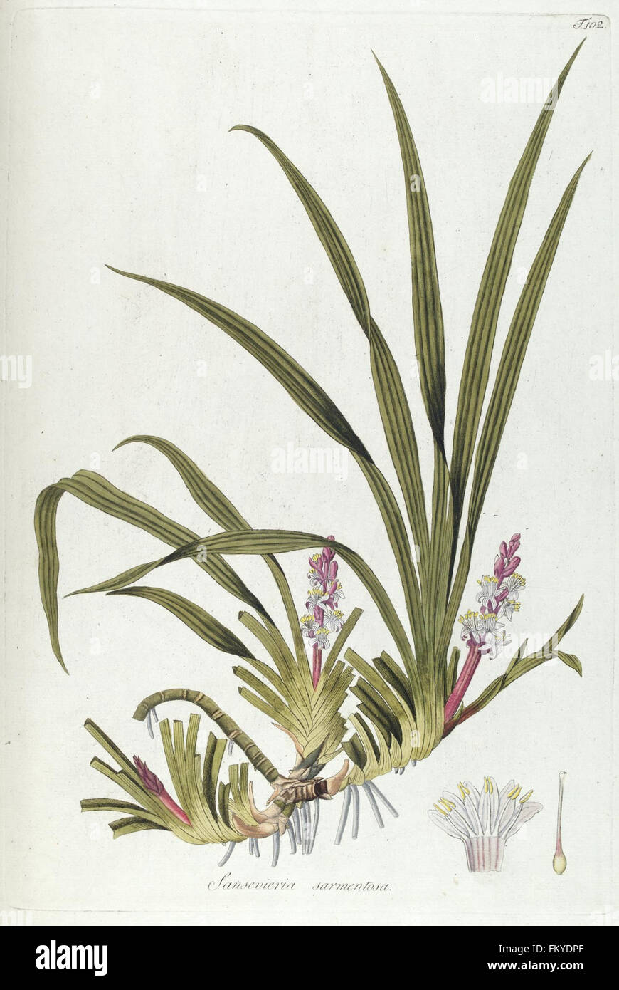 Fragmenta botanica, an 1809 botanical work, presents vivid colored ...