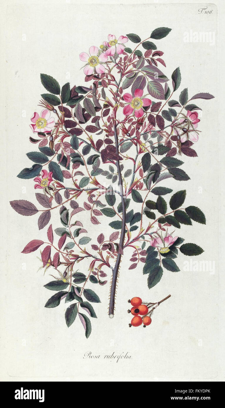 Fragmenta botanica, figuris coloratis illustrata (T. 106 Stock Photo ...