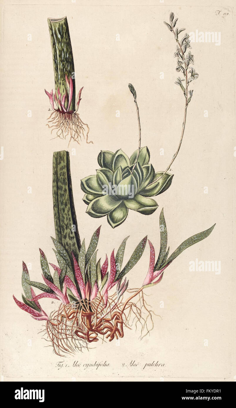 Fragmenta botanica, figuris coloratis illustrata (T. 112 Stock Photo ...