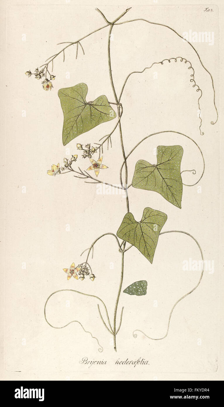 Fragmenta botanica, figuris coloratis illustrata (T. 113 Stock Photo ...