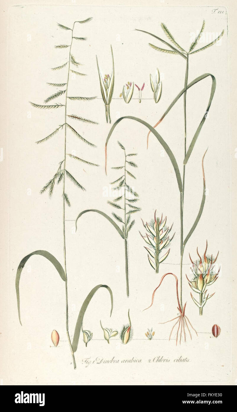 A botanical work from 1809, featuring detailed color illustrations of ...