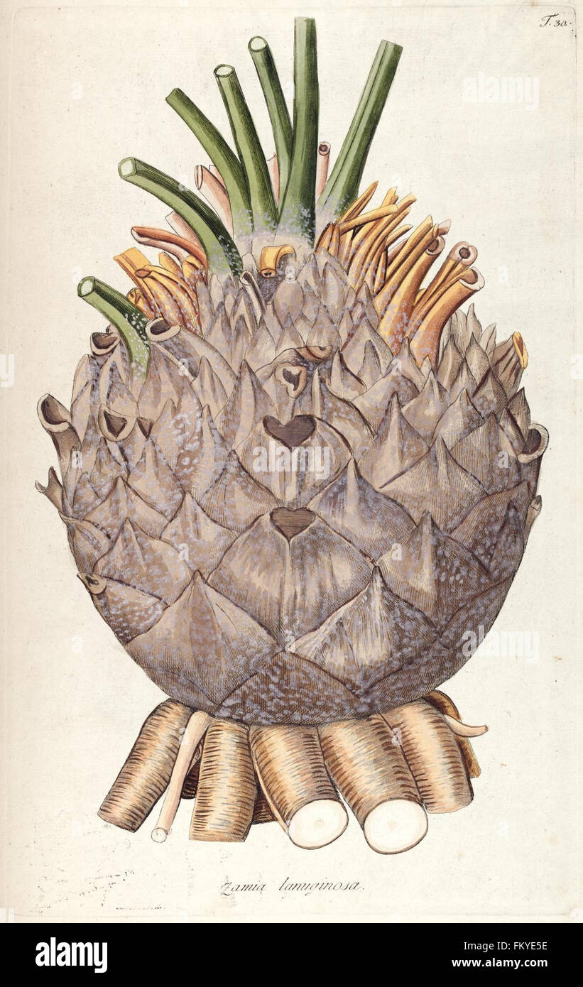 A botanical work from 1809 featuring detailed color illustrations of ...