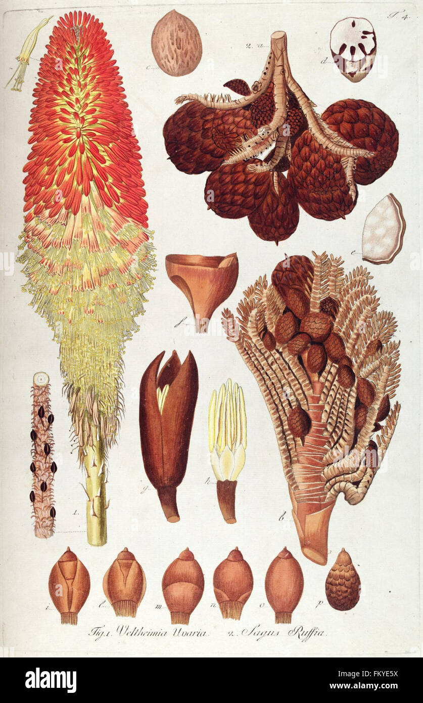 T. 4 of 'Fragmenta botanica' (1809) presents botanical illustrations ...