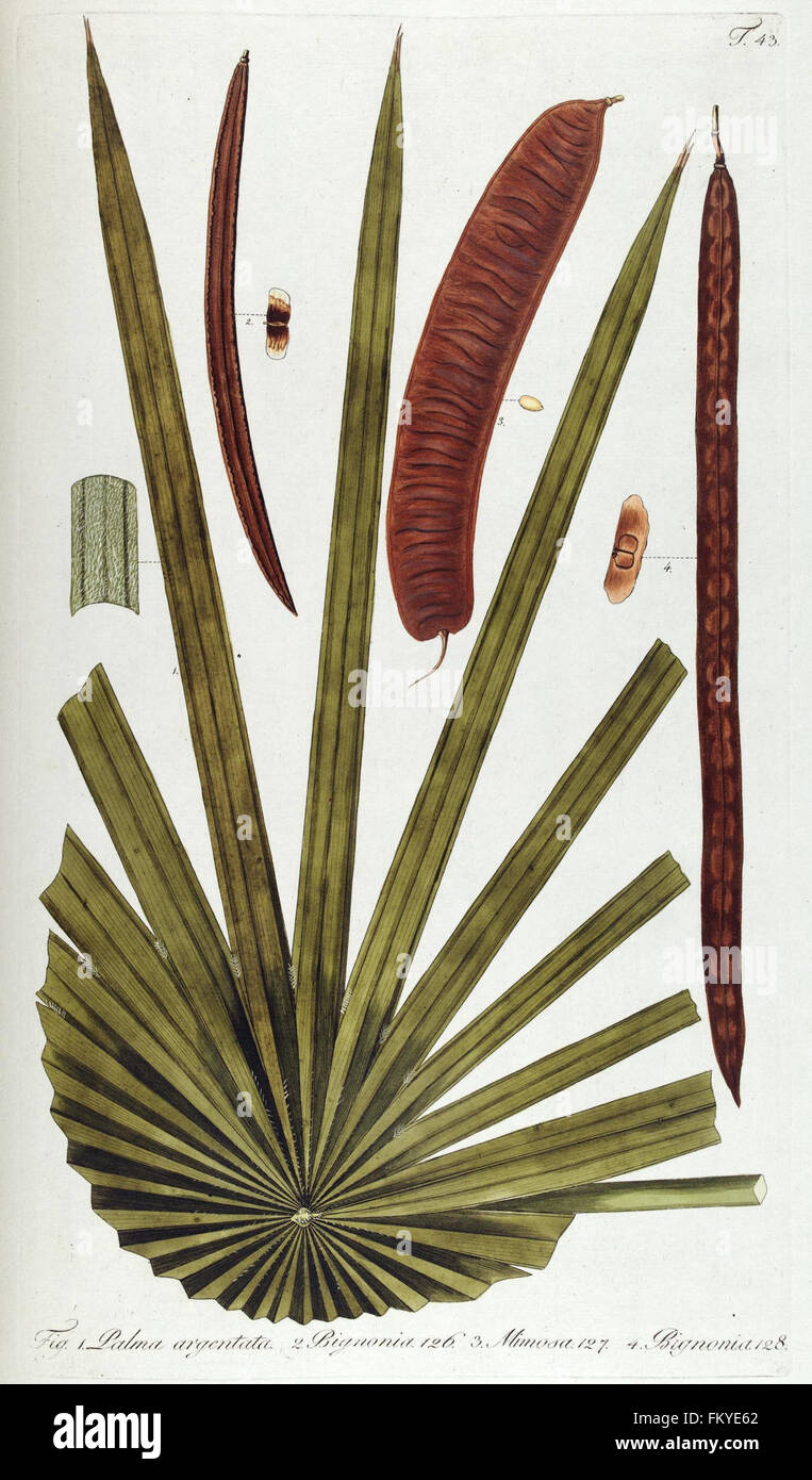 *Fragmenta botanica* (T. 43) from 1809 provides color-illustrated ...