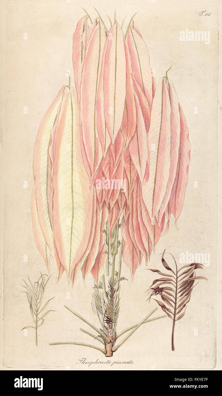 Fragmenta botanica, figuris coloratis illustrata (T. 66 Stock Photo - Alamy