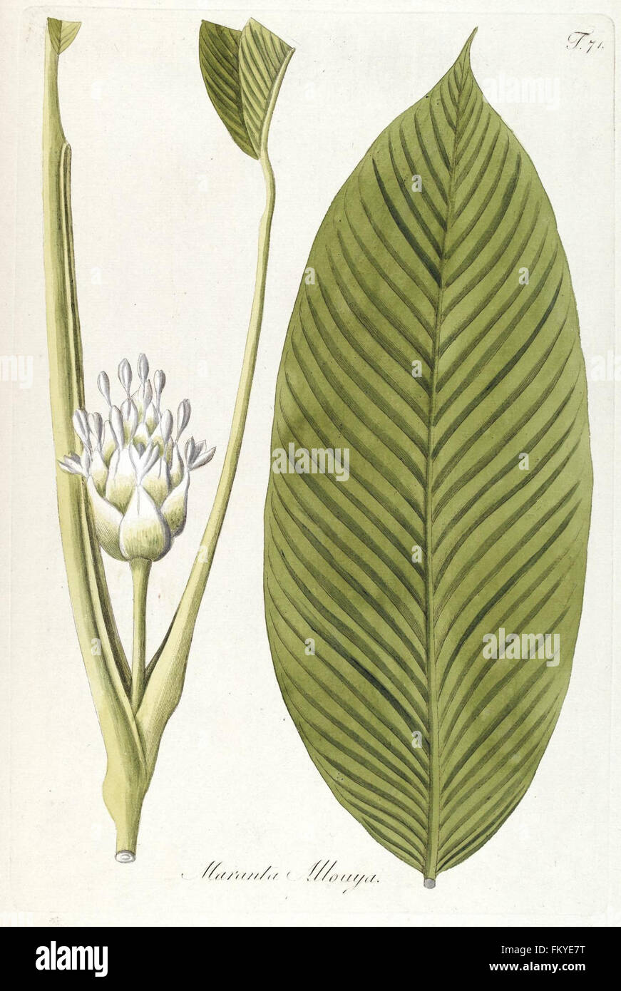 This plate from *Fragmenta Botanica* (1809) illustrates various plant ...