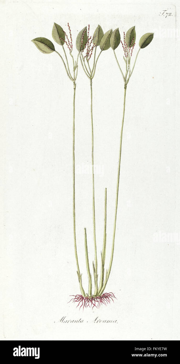 'Fragmenta Botanica' (1809) presents detailed botanical illustrations ...