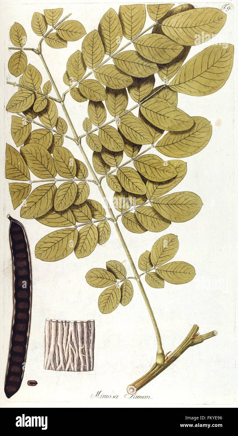 T. 9 of 'Fragmenta Botanica, Figuris Coloratis Illustrata' from 1809 ...