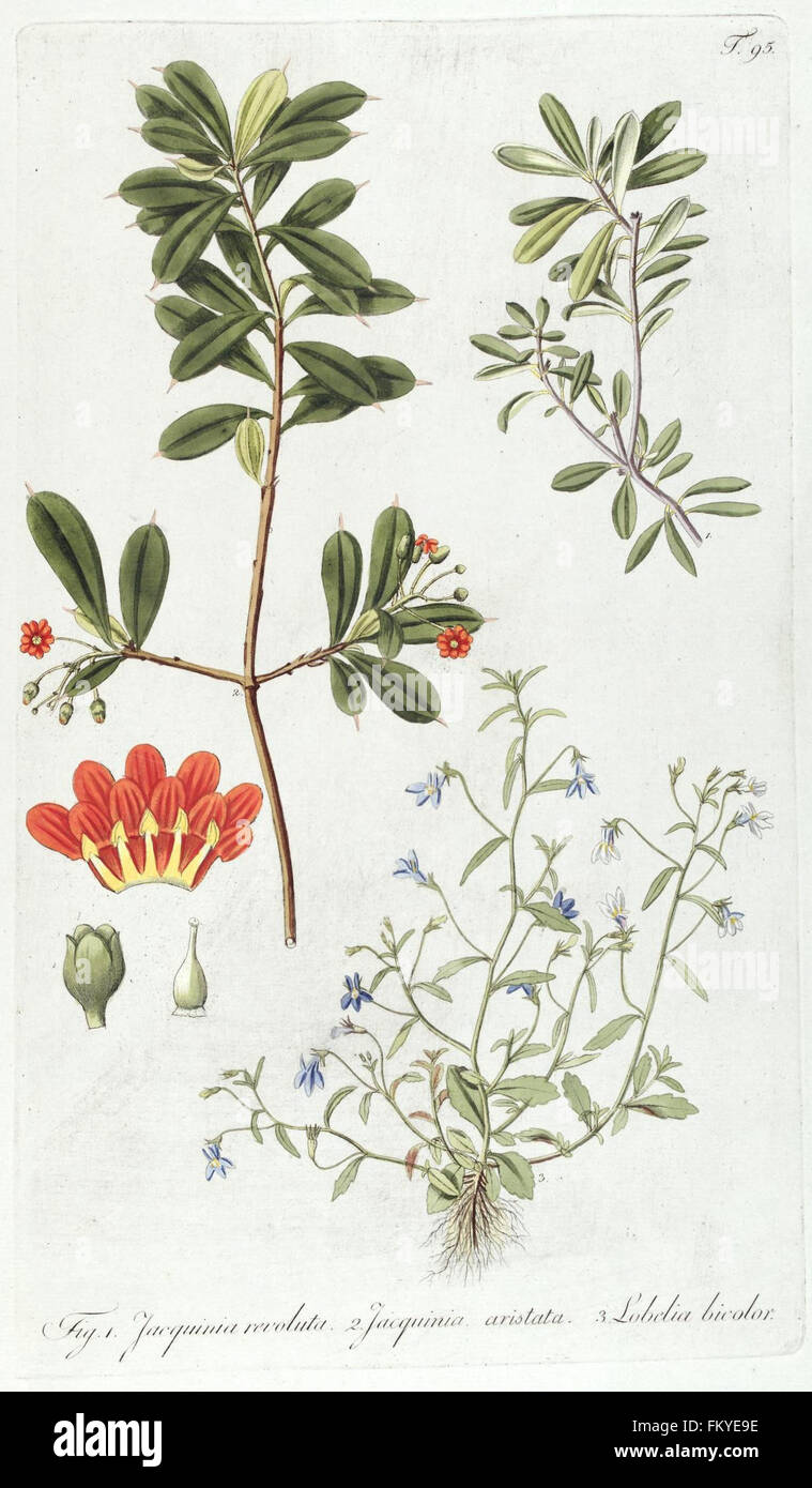 An illustration from 'Fragmenta Botanica,' an 1809 Austrian botanical ...