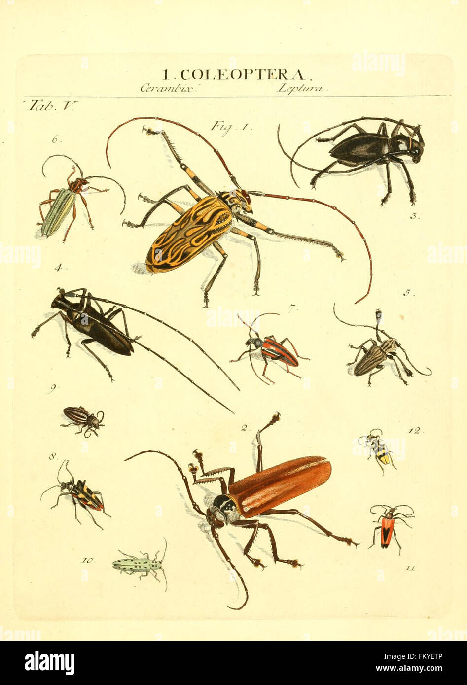 This illustrated work continues the classification and identification ...