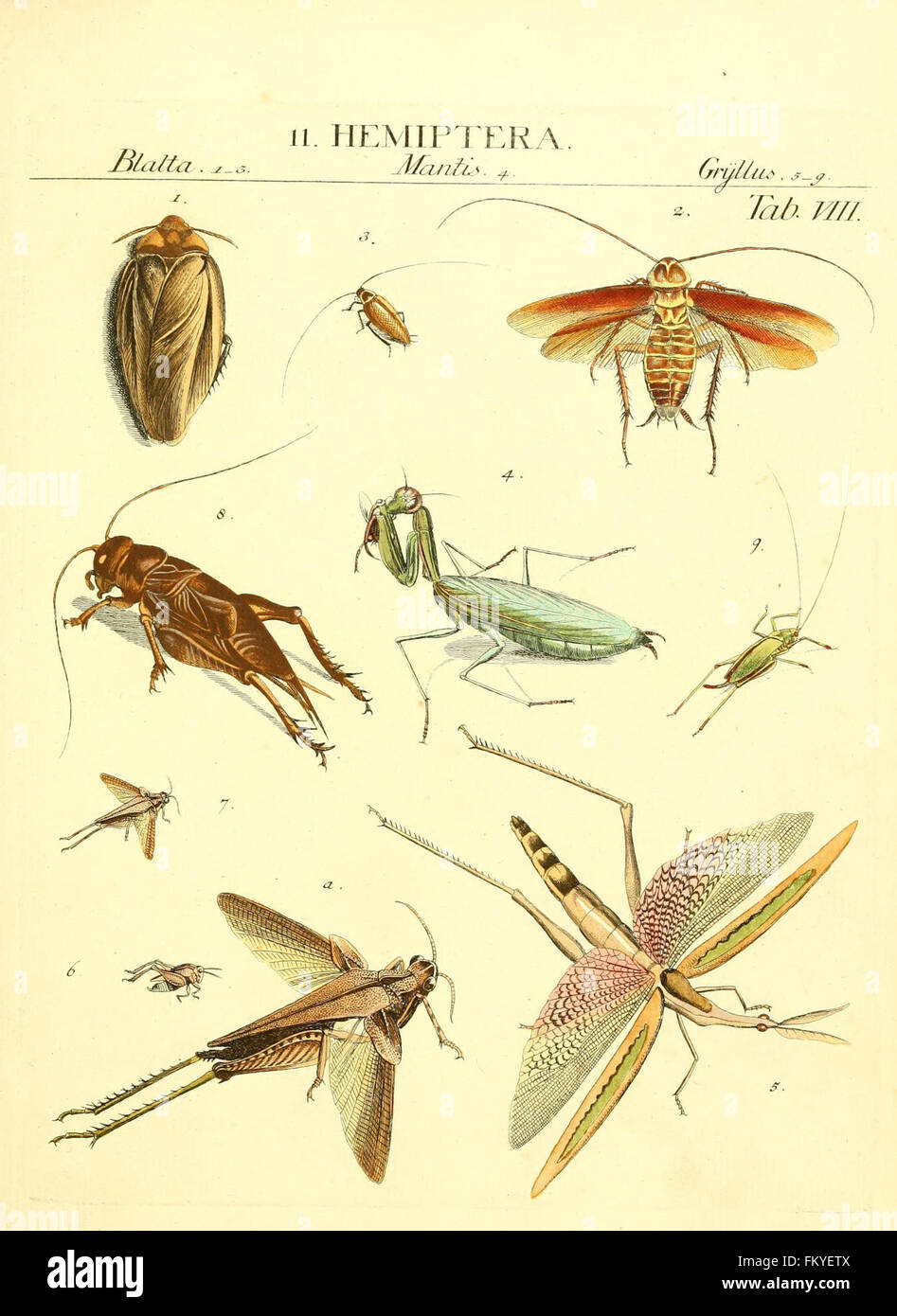 An illustration from Genera Insectorum Linnaei et Fabricii, showcasing ...