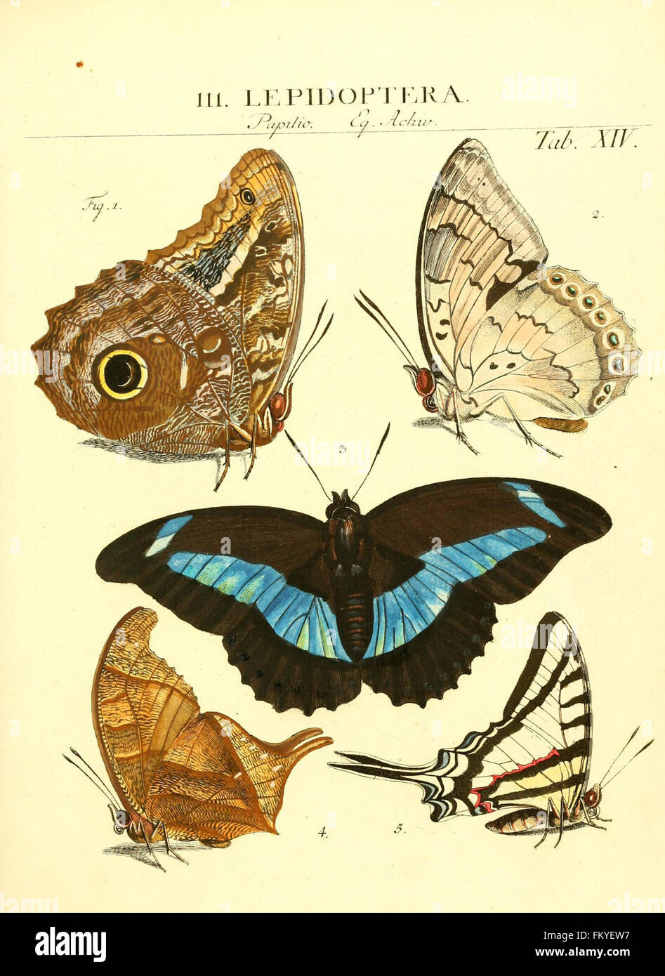 Tab. XIV from 'Genera Insectorum' presents illustrations of insect ...