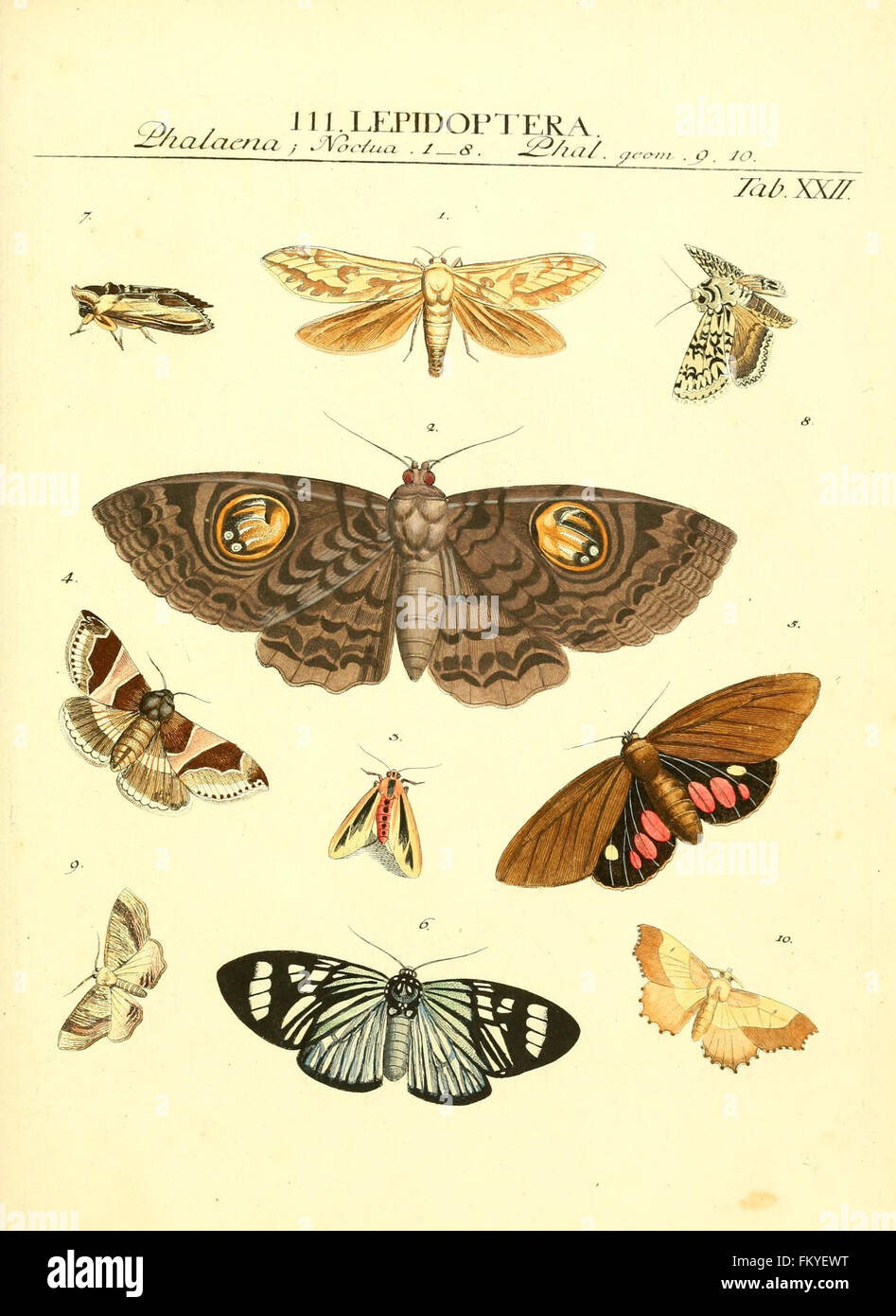 *Genera Insectorum Linnaei et Fabricii* offers a visual catalog of ...