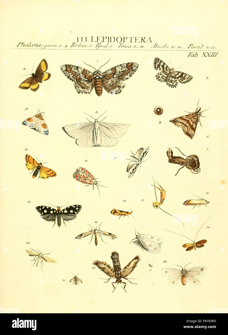 This work illustrates the genera of insects identified by Linnaeus and ...