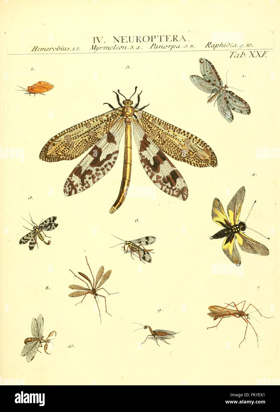 This work illustrates the genera of insects described by Linnaeus and ...