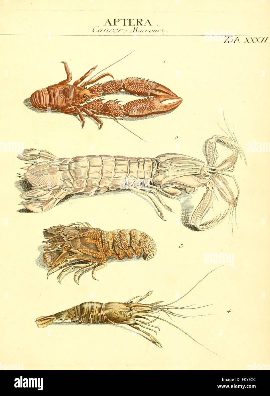 Scientific representations of various insect species hi-res stock ...