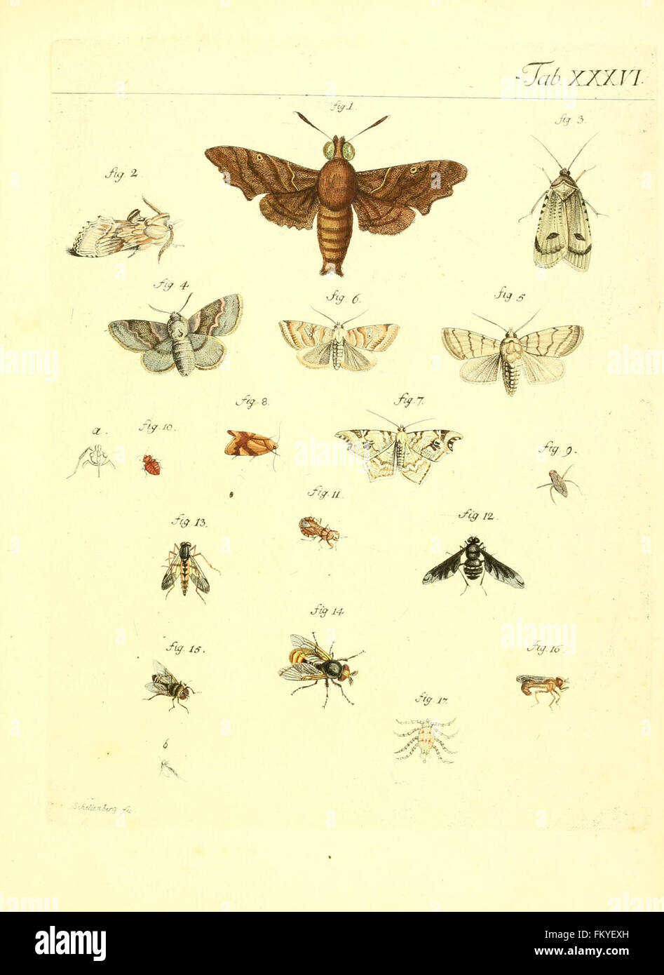 This plate illustrates insect genera, with a focus on geographical ...