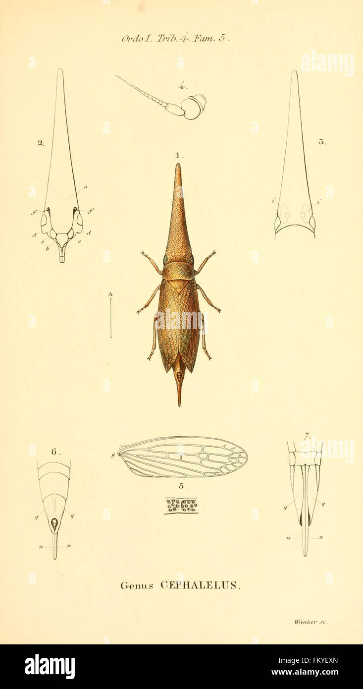 A scientific work illustrating various insect genera, focusing on ...