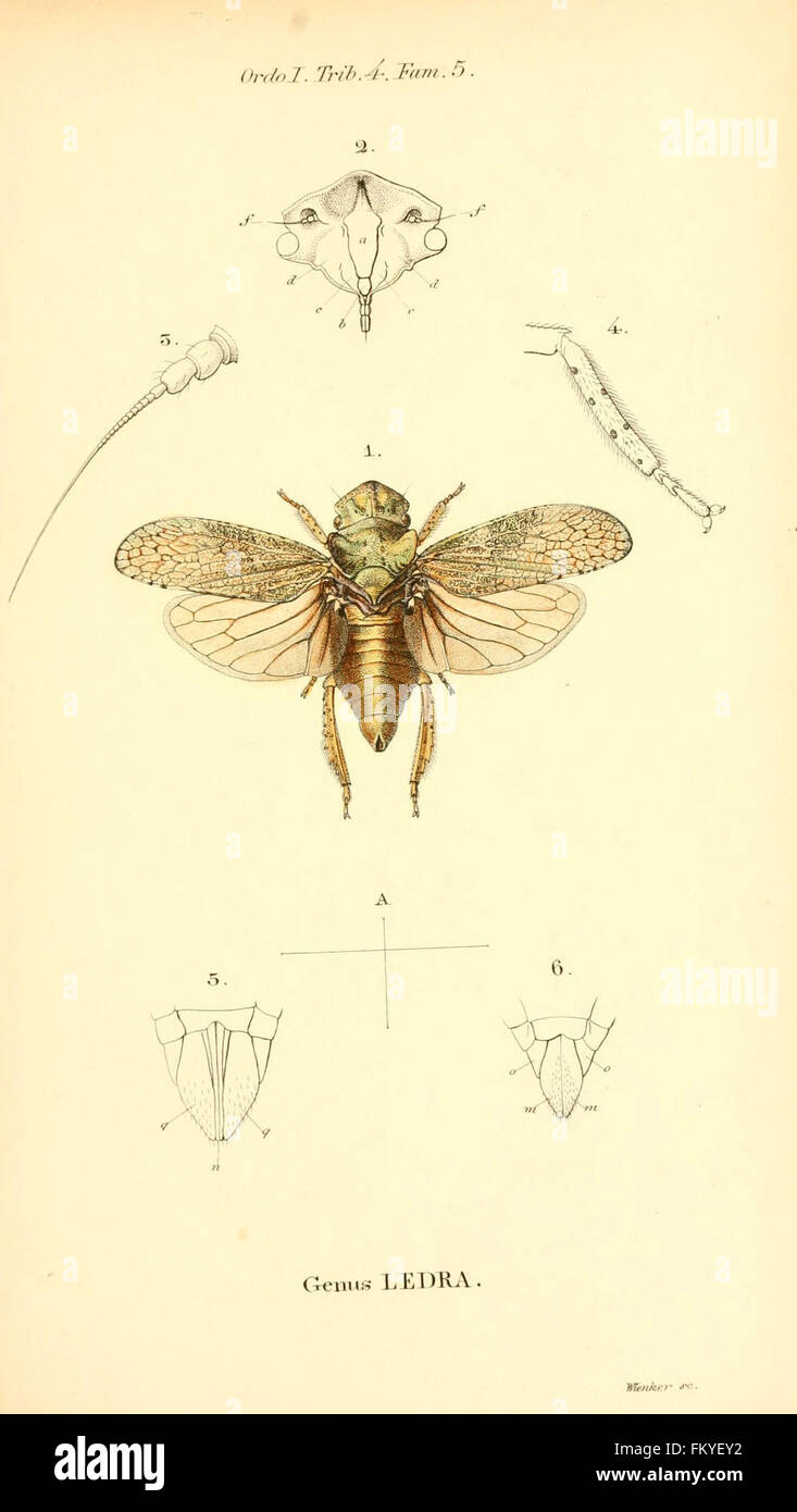This work illustrates various insect genera, providing detailed ...