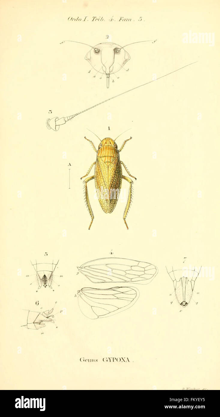 An illustration from 'Genera quædam insectorum,' documenting various ...