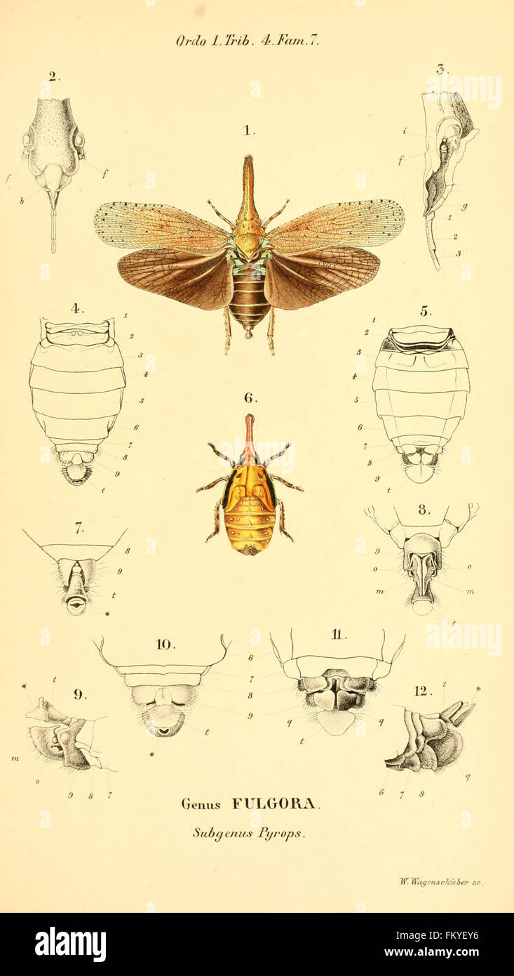 'Genera Quædam Insectorum' explores various genera of insects ...
