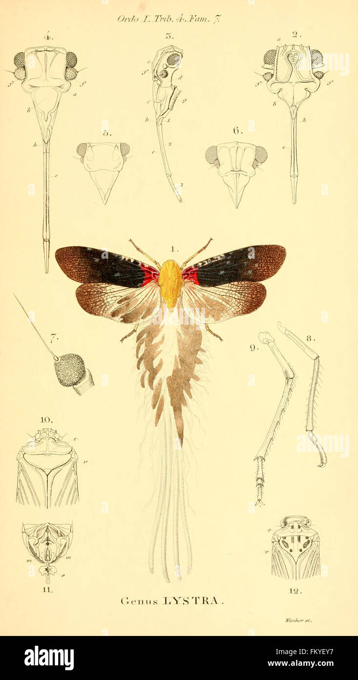This pictorial work illustrates various genera of insects, providing ...