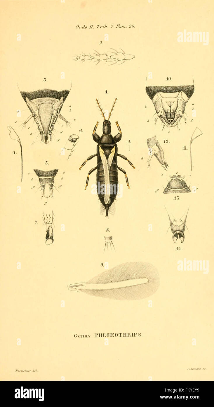 This work presents illustrations and classifications of various insect ...
