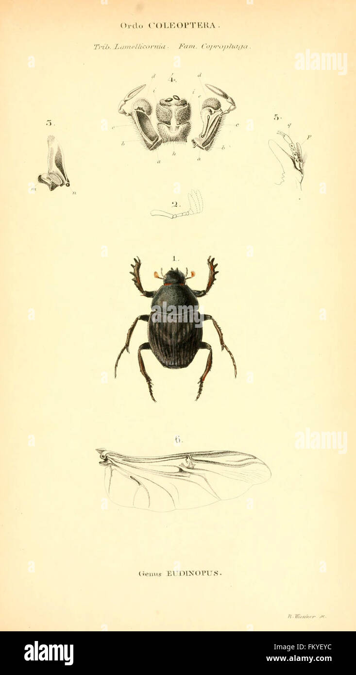 This work presents detailed illustrations of various insect genera ...
