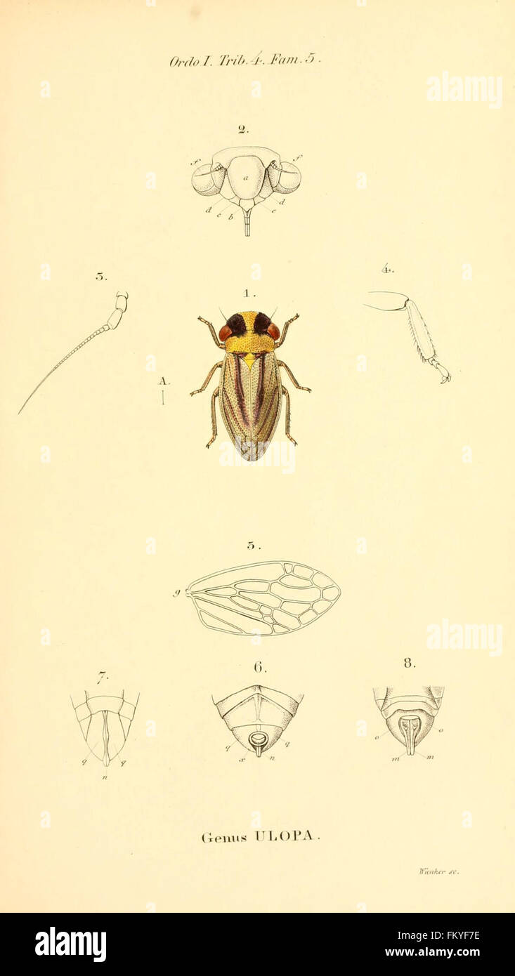 Genera quædam Insectorum is a work documenting various insect genera ...