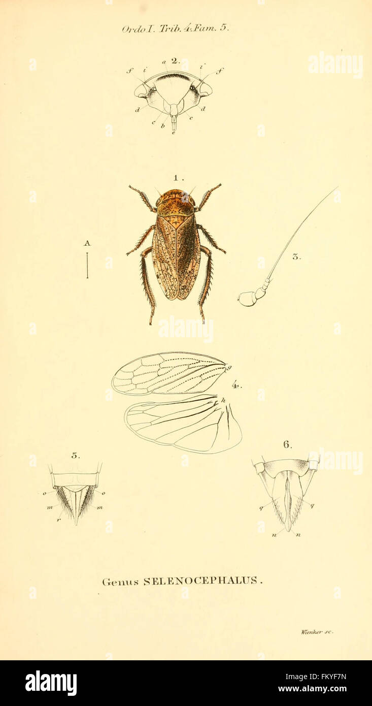 'Genera quædam insectorum' is a detailed work on various insect genera ...