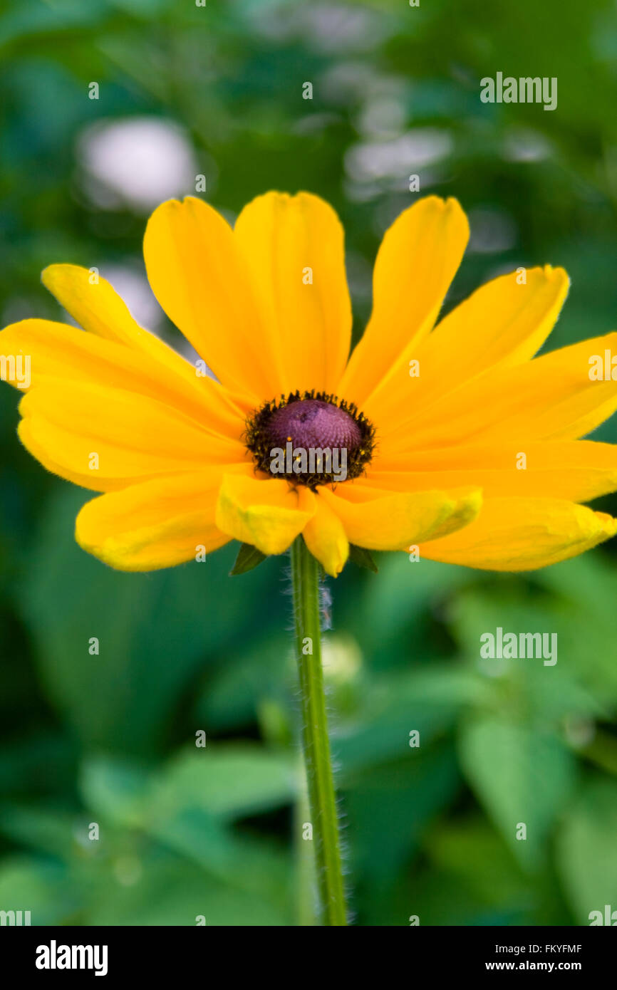 Close-up of Black Eyed Susan Daisy Stock Photo - Alamy