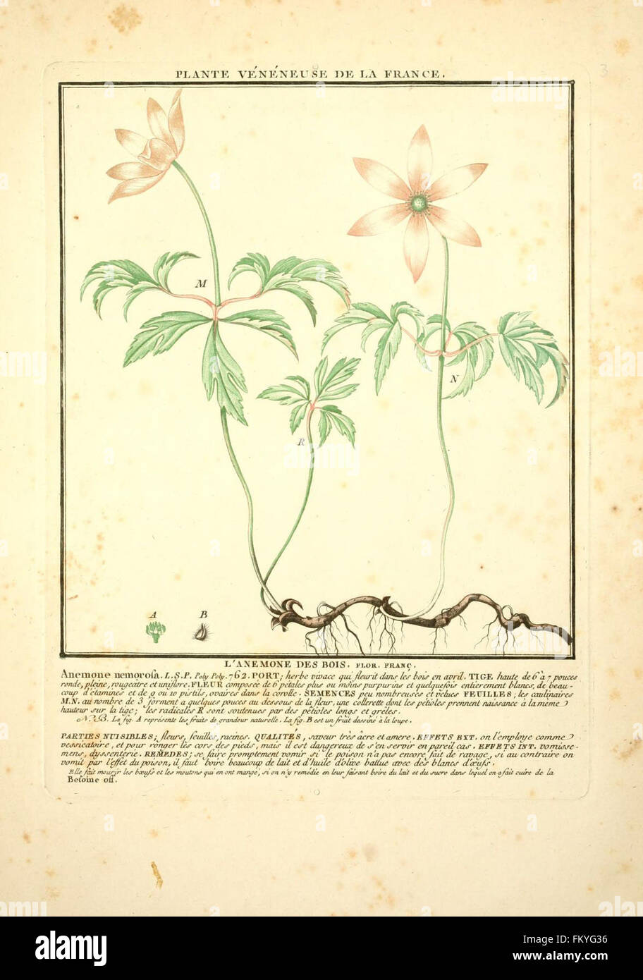 Plate 3 from 'Herbier de la France' illustrates various plant species ...