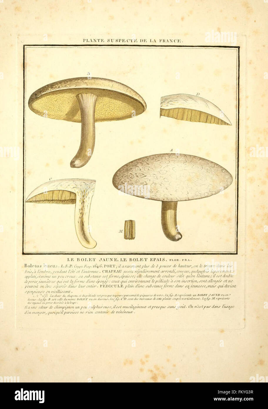 This botanical work includes a detailed representation of French fungi ...